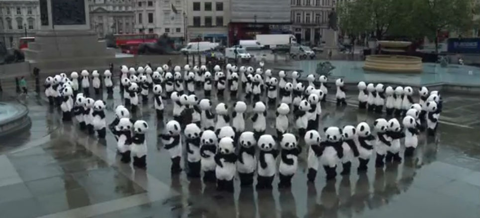 Video: Pandas practican Tai Chi en Londres | Aristegui Noticias