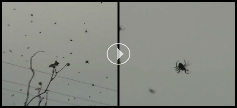 Video: Lluvia de arañas sorprende a poblado de Brasil | Aristegui Noticias