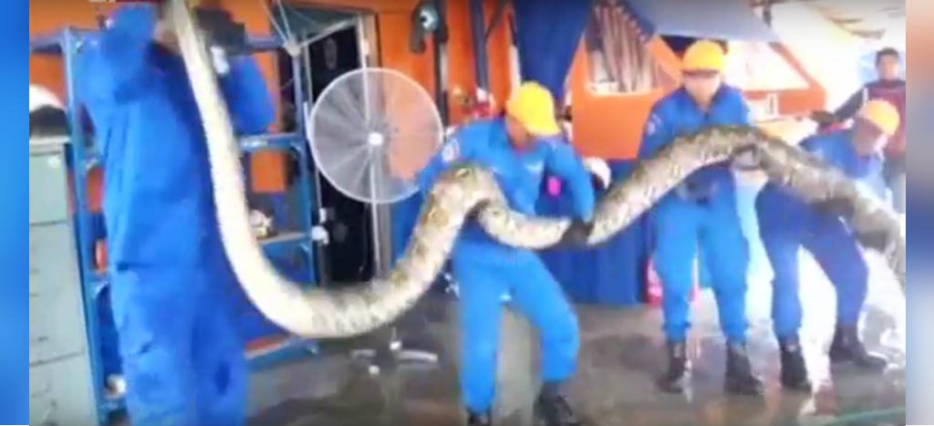 Capturan en Malasia pitón de 8 metros y 250 kilos (Video) | Aristegui ...