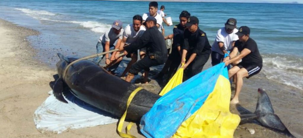 Rescatan a 9 ballenas en Baja California, tras varamiento masivo (Video ...
