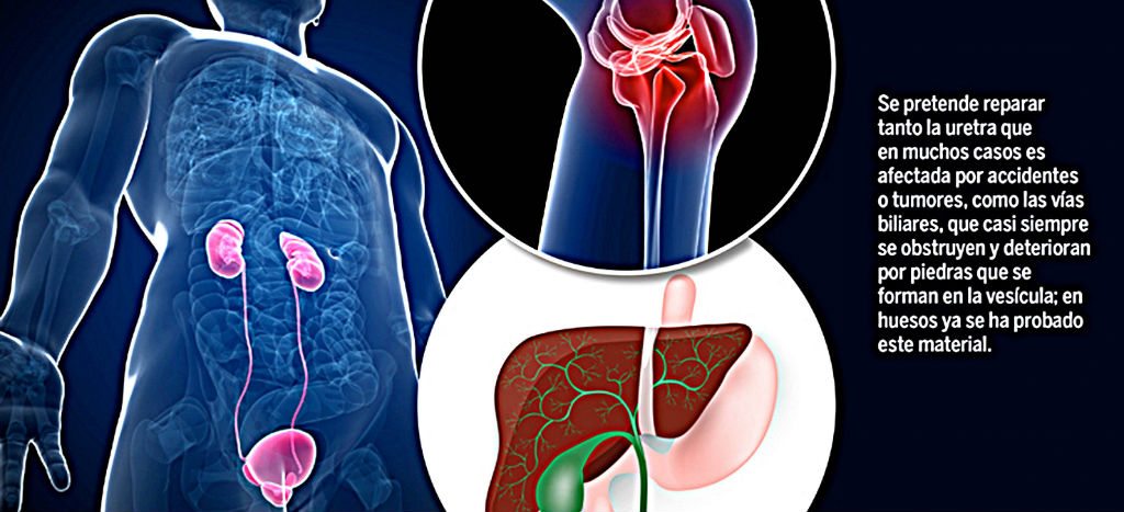 Científicos de la UNAM desarrollan bioprótesis para regenerar tejidos ... Científicos de la UNAM desarrollan bioprótesis para regenerar tejidos ...