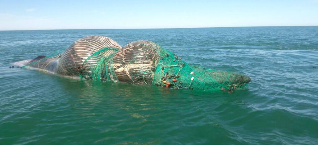 Muere ballena enredada en mallas usadas para pesca ilegal (Fotos ...