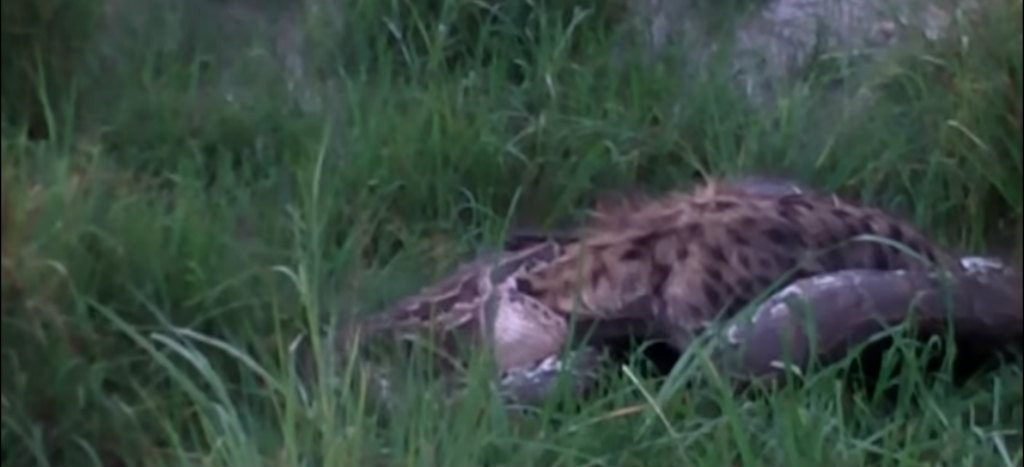 Así devoró una pitón a hiena (Video) | Aristegui Noticias
