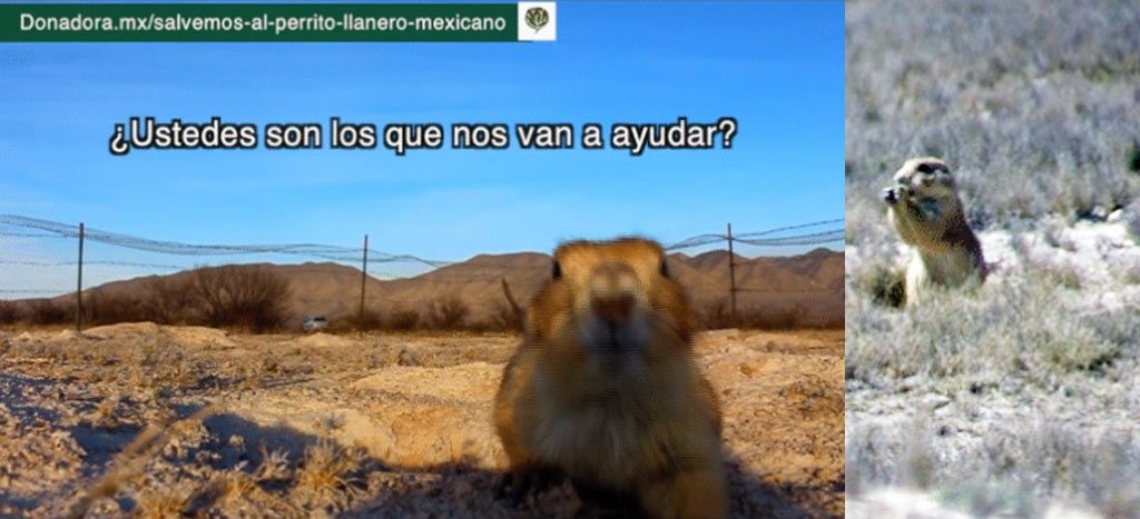 Se llama perrito llanero, pero es un roedor mexicano y está en peligro ...