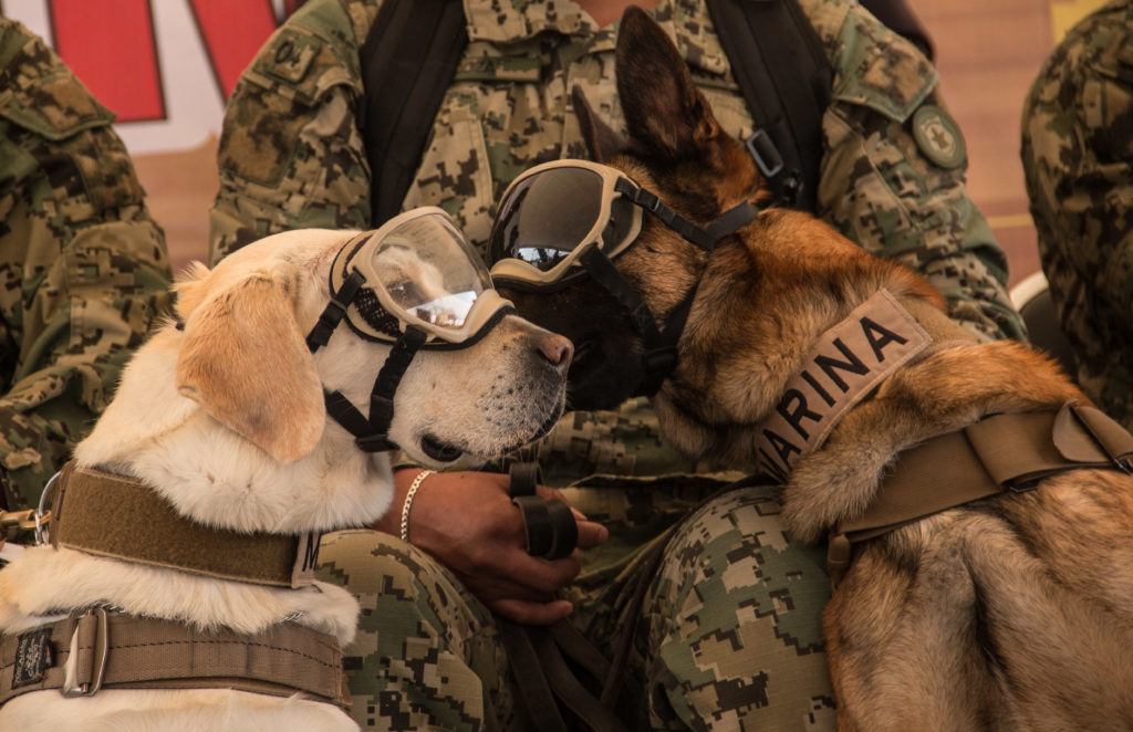 Frida, la entrañable perrita rescatista del 19-S, se jubila | Video ...