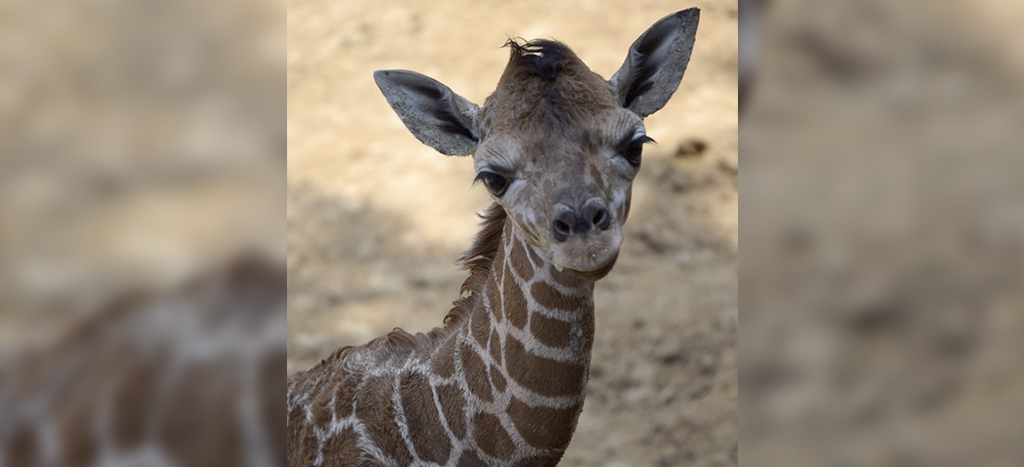 Nace jirafa en Zoológico de Chapultepec | Video | Aristegui Noticias