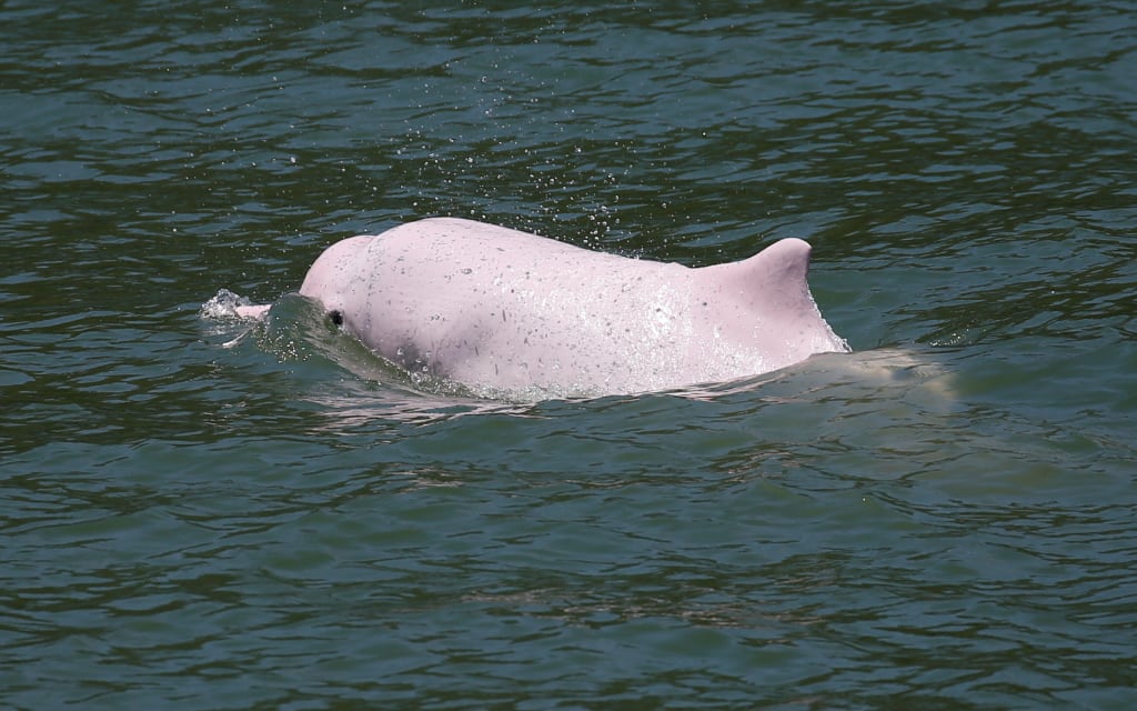 Rescatan en la amazonia boliviana a delfines rosados atrapados en ...