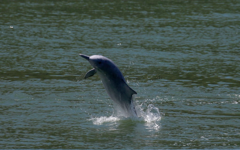 Los delfines forman la mayor red de alianzas después de los humanos ...