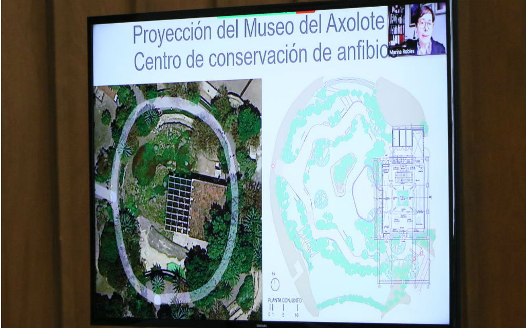 Abrirán Museo del Axolote en el Zoológico de Chapultepec | Aristegui ...