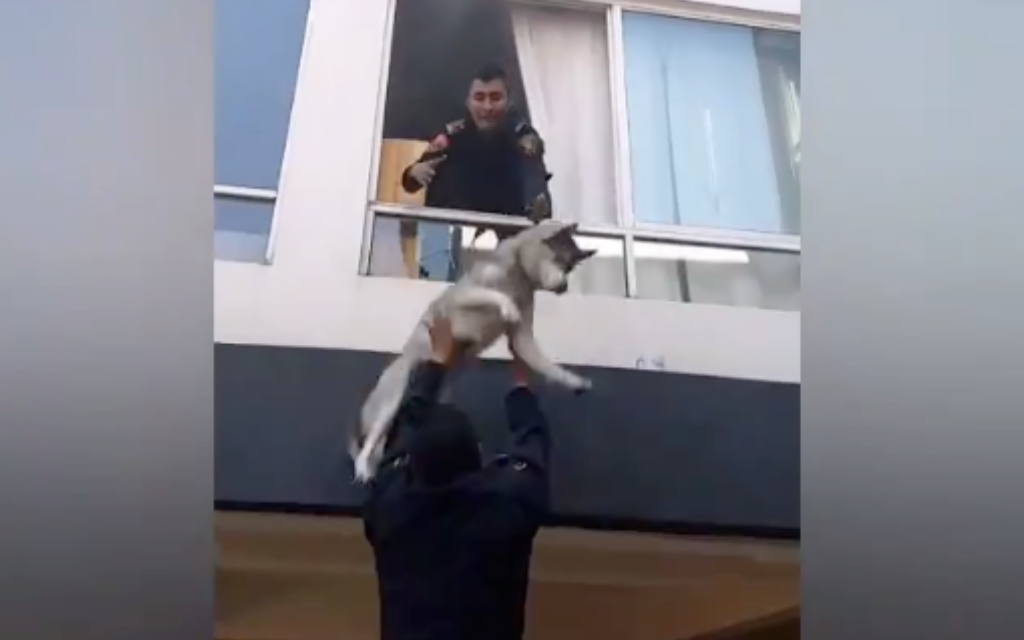 Así rescatan a perrito de incendio en la alcaldía Benito Juárez | Video ...