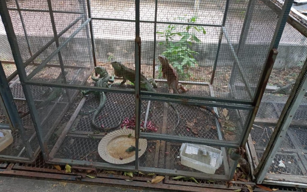 Se roban más de 40 ejemplares del 'iguanario' del Foro Ecológico de ...