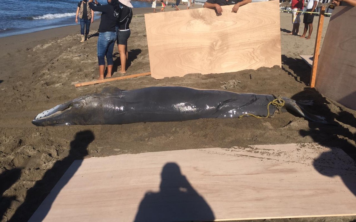 Encuentran dos ballenatos sin vida en playas de Jalisco | Tuit ...