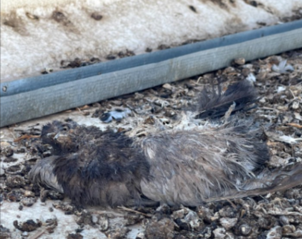 El 'exterminador' de palomas | Aristegui Noticias