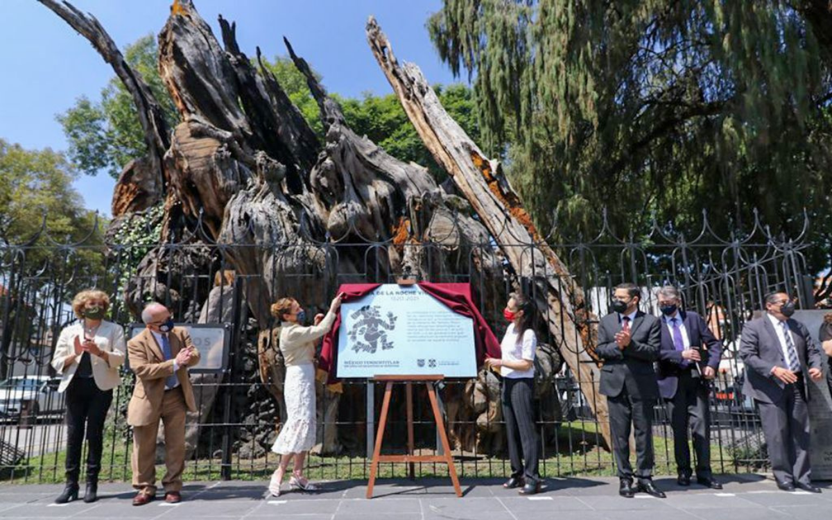 Renombran al árbol de la ‘Noche Triste’ como la Plaza de la Noche ...