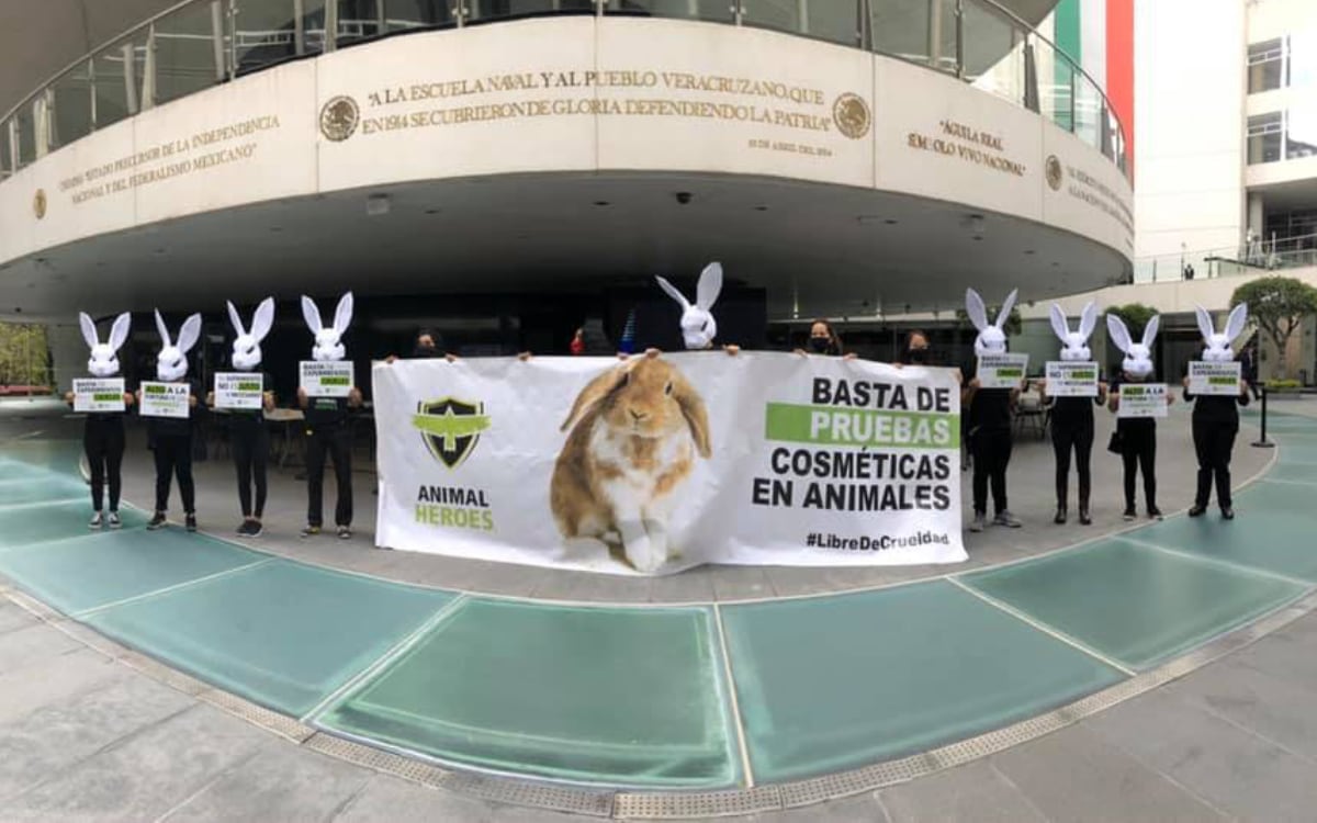Activistas exigen al Senado prohibir la experimentación en animales ...