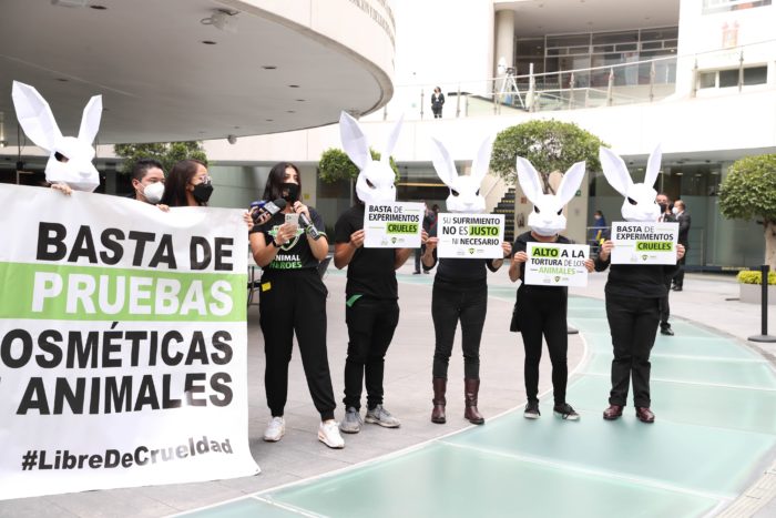 Activistas exigen al Senado prohibir la experimentación en animales ...
