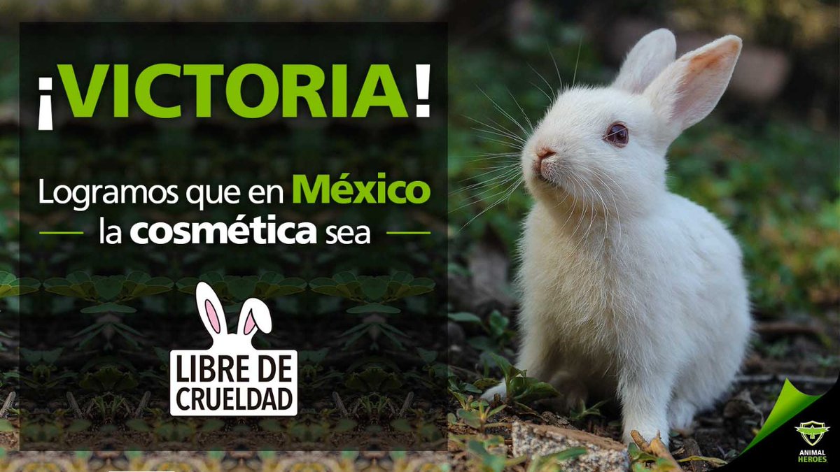 Senado avala prohibir la experimentación en animales para la industria ...