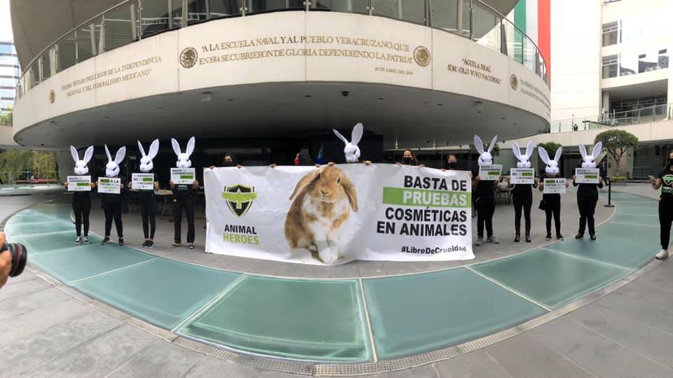 Senado avala prohibir la experimentación en animales para la industria ...