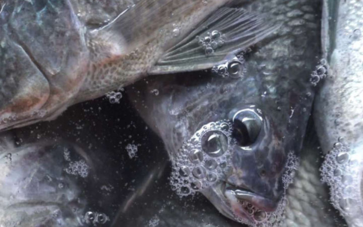 Revelan sufrimiento de los peces explotados para consumo | Aristegui ...