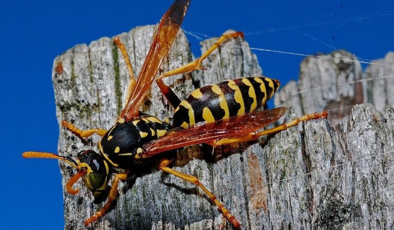 Encuentran el punto débil de las avispas gigantes invasoras | Aristegui ...