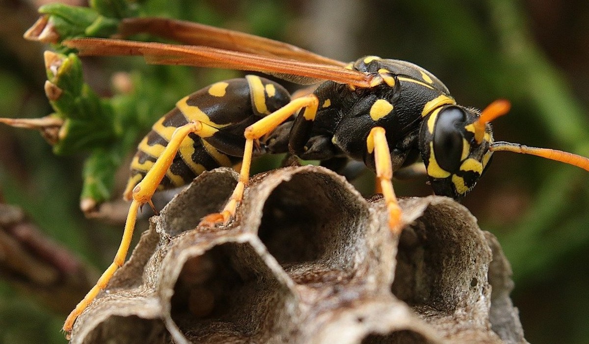 Encuentran el punto débil de las avispas gigantes invasoras | Aristegui ...