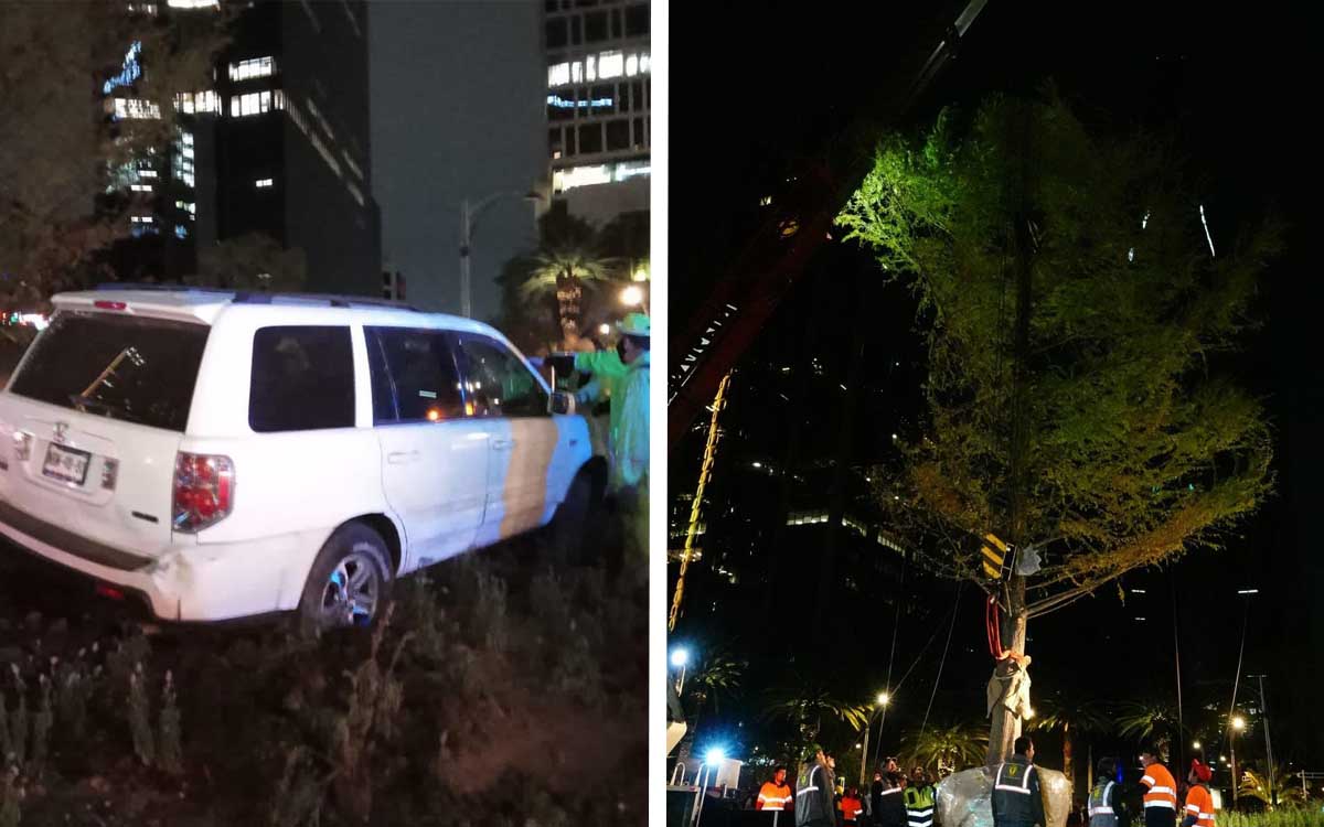 CDMX: Automovilista choca contra glorieta del ahuehuete recién plantado ...