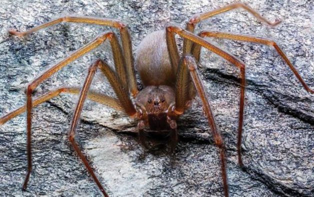Alertan por presencia de araña violinista en CDMX, Edomex y Tlaxcala ... Alertan por presencia de araña violinista en CDMX, Edomex y Tlaxcala ...