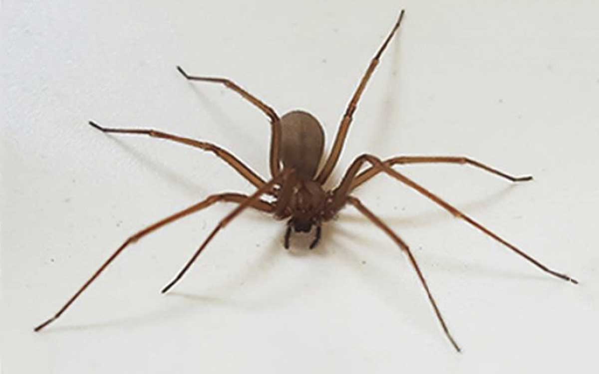 Alertan por presencia de araña violinista en CDMX, Edomex y Tlaxcala ... Alertan por presencia de araña violinista en CDMX, Edomex y Tlaxcala ...