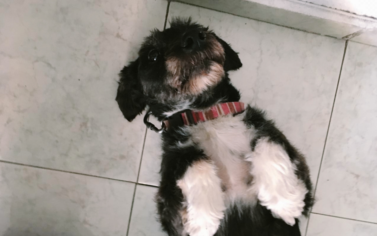 Día Mundial del Perro | ¡Cuidado! La obesidad reduce la vida de tu ...