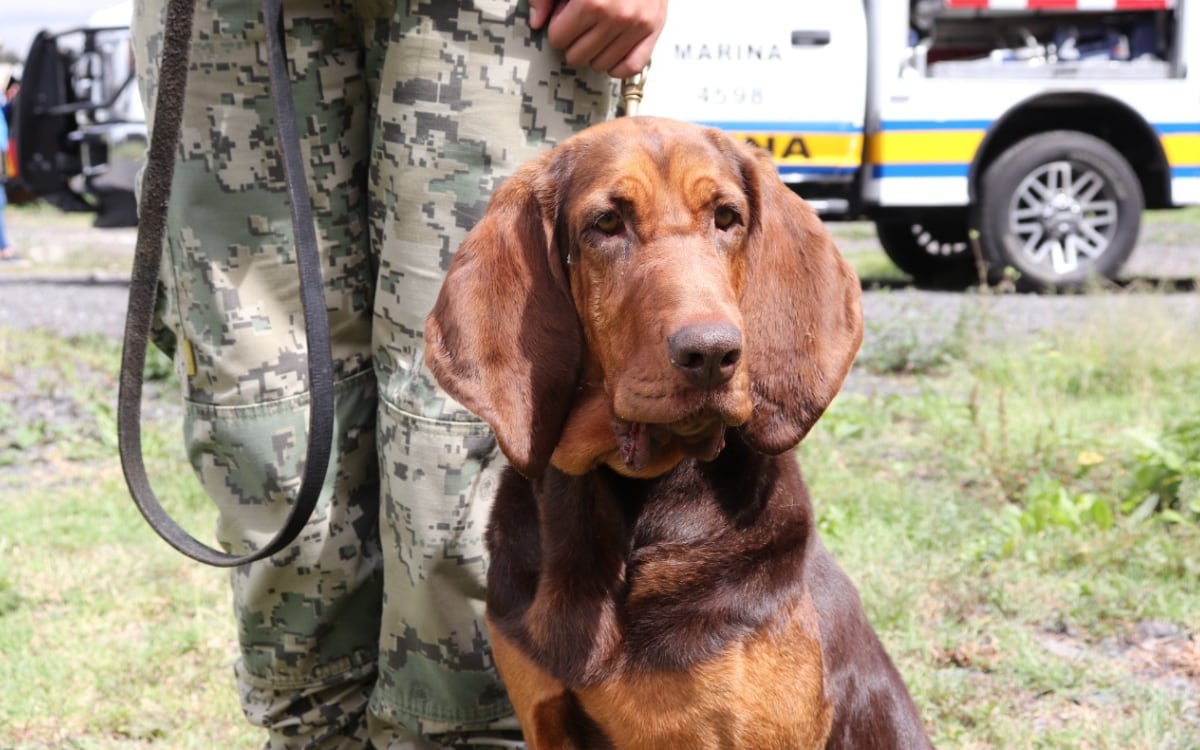 Max, perrita de la Marina, encuentra a Rafael Caro Quintero entre los ...
