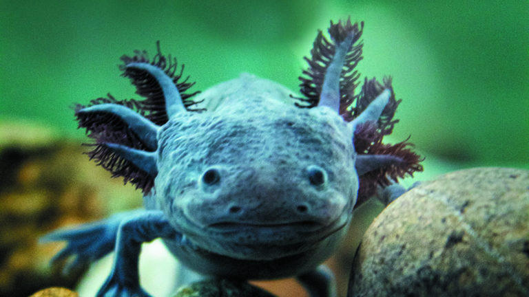 Investigación sobre el ajolote arroja posibles mecanismos regenerativos ...