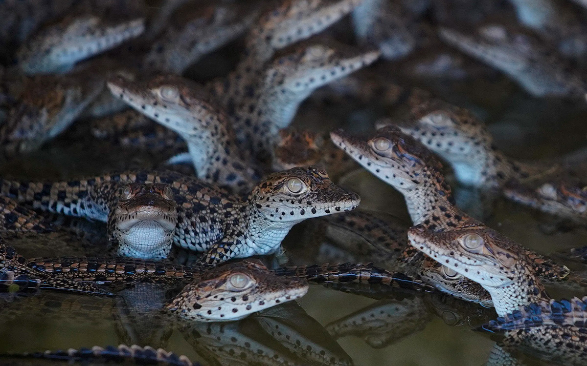 Luchan para salvar de la extinción al cocodrilo cubano | Aristegui Noticias