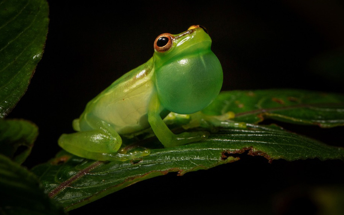 ¡Costa Rica tiene una nueva especie! Conoce la desafiante historia de ...