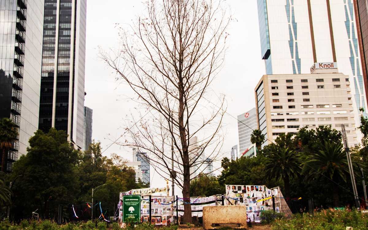 Duro diagnóstico para el ahuehuete de Reforma: sigue vivo, pero ...