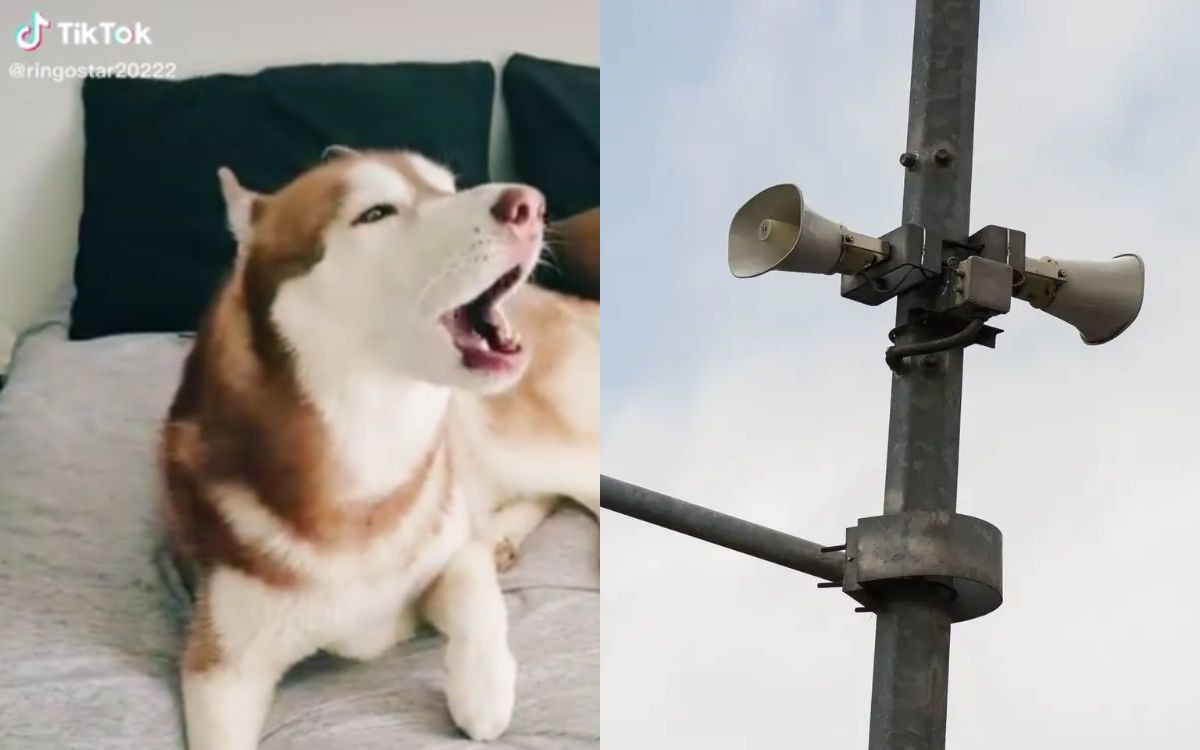 Perro que imita la alerta sísmica se vuelve viral en TikTok | Aristegui ...
