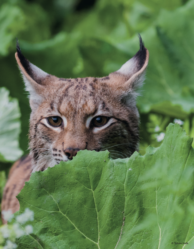 Cerca del 70% de la fauna salvaje desapareció desde 1970: WWF | Informe ...
