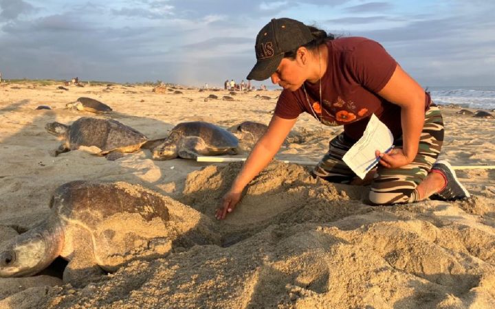 Santuario de tortugas “Playa de Escobilla”, una lucha de conservación ...