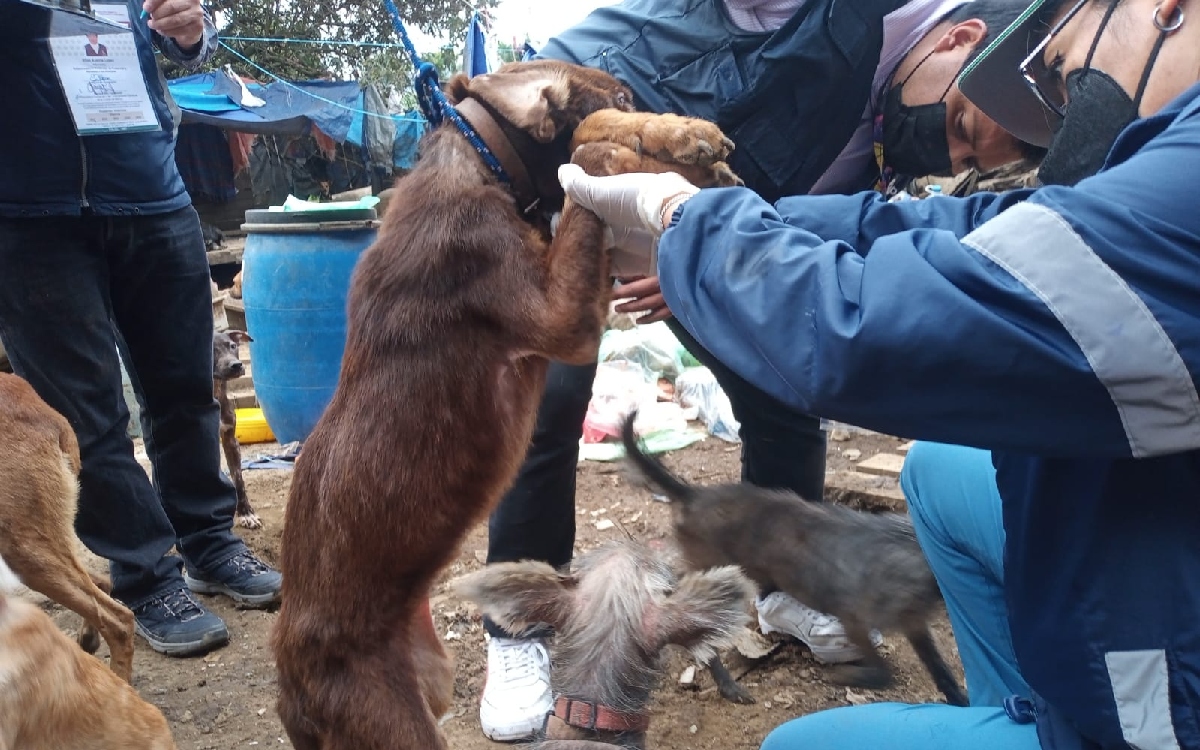 Publican las fotos de 100 perros rescatados en Tlalpan para regresarlos ...