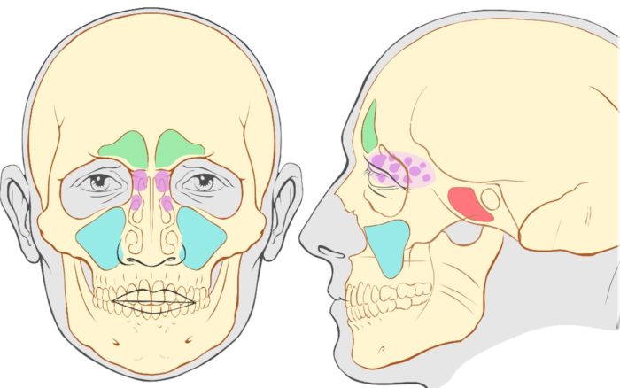 Los senos nasales también revelan detalles de la evolución humana | Aristegui Noticias