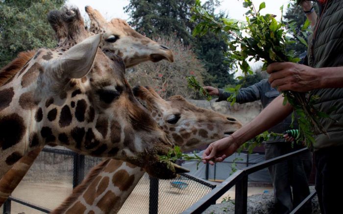 Zoológico de Chapultepec cumple 100 años y lanza convocatoria para ...