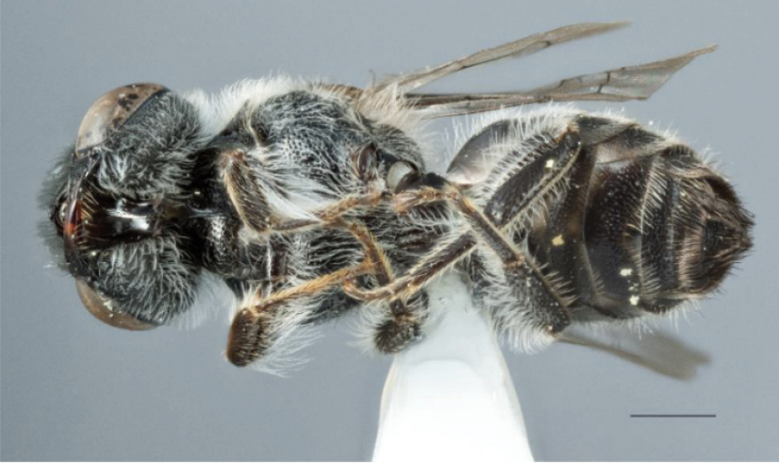 Descubren nueva especie de abeja con "hocico" parecido al de un perro ...