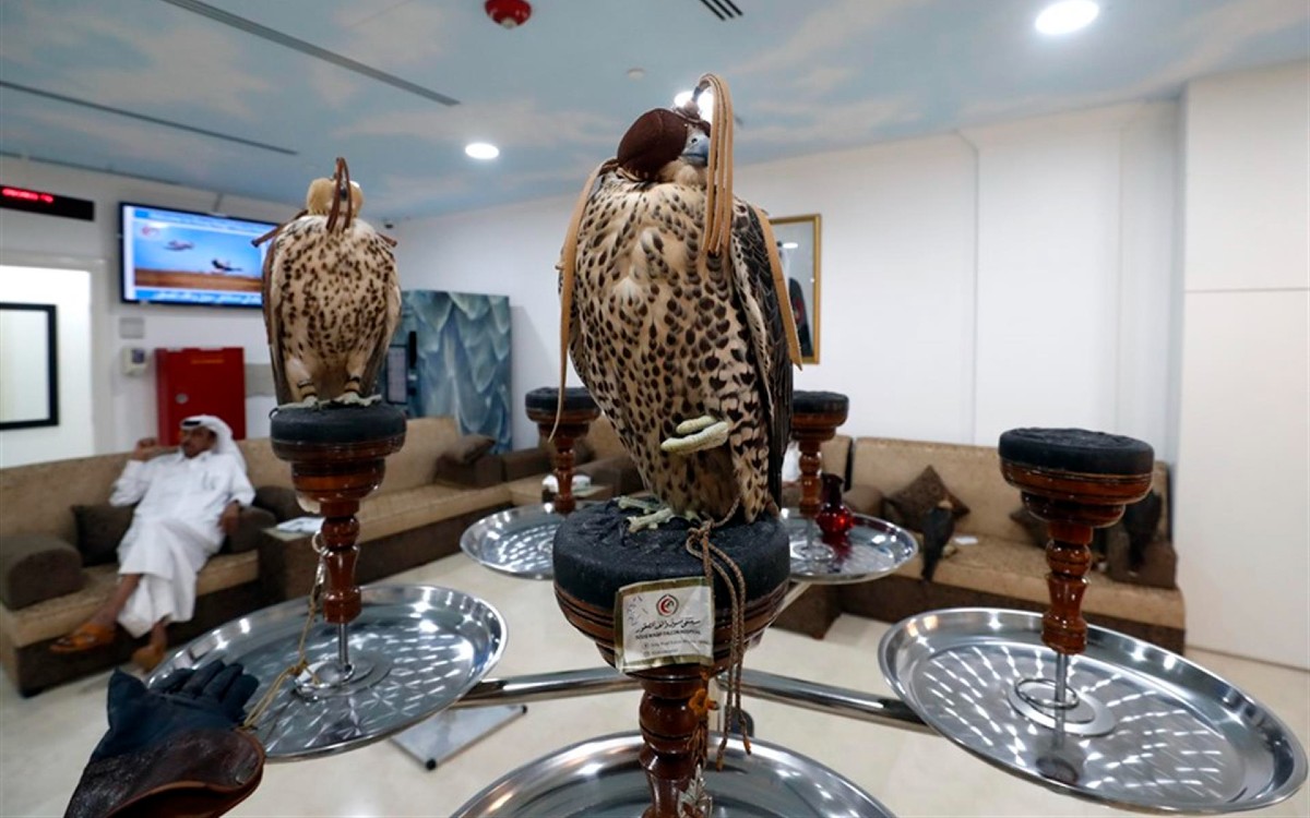 Qatar 2022 | Halcón milenario: mascota y lujosa tradición | Video ...