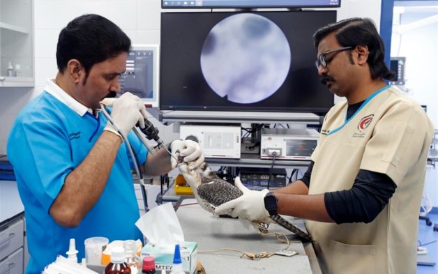 Qatar 2022 | Halcón milenario: mascota y lujosa tradición | Video ...