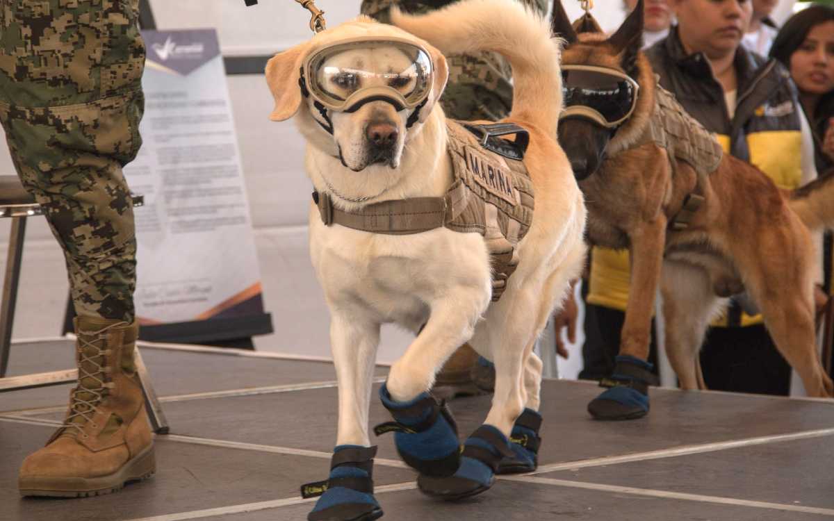 Frida, la perra rescatista de México, falleció este martes | Aristegui ...