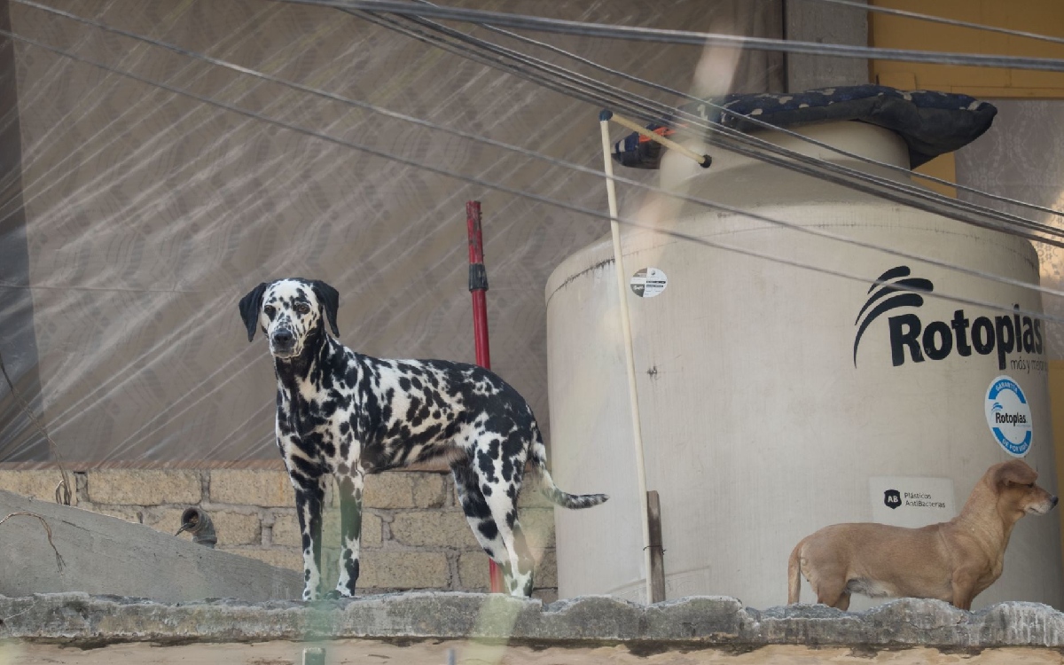 Policías salvan a perrito atado en azotea de morir ahorcado tras ...