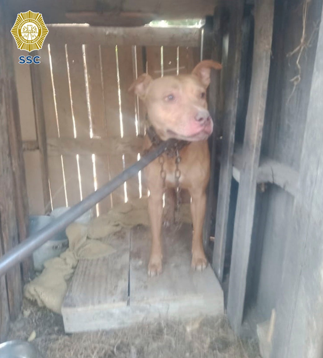 ¡Por fin! Rescatan a perrito encadenado y encerrado en caja de madera ...