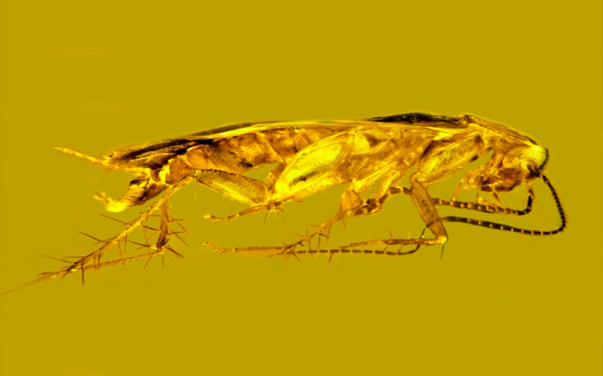 Hallan la primera cucaracha fósil con espermatozoides dentro de un ...