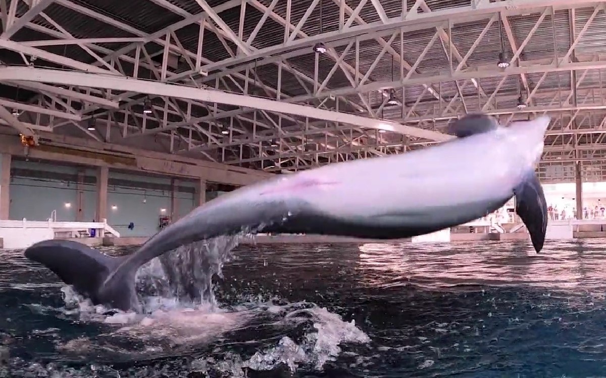 ¿Argentina o Francia? Delfín predice quién será campeón de Qatar 2022 ...