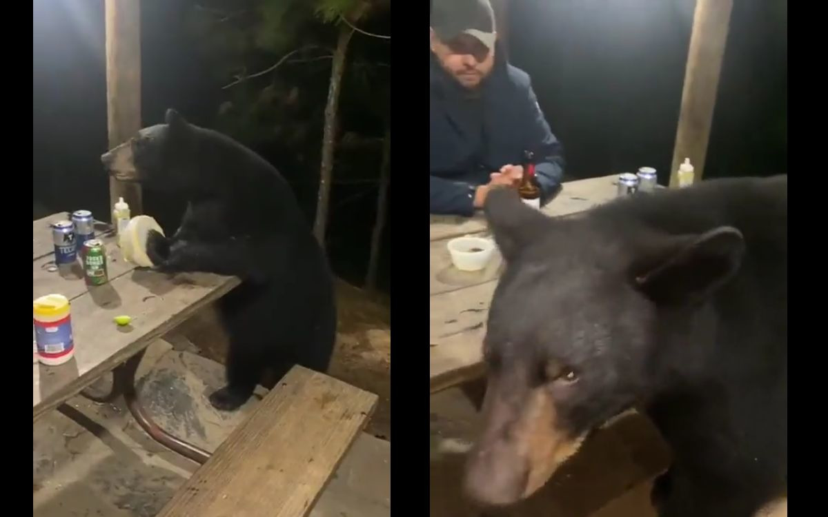 Oso se acerca a campistas y le ofrecen ‘una cheve’ en NL | Aristegui ...