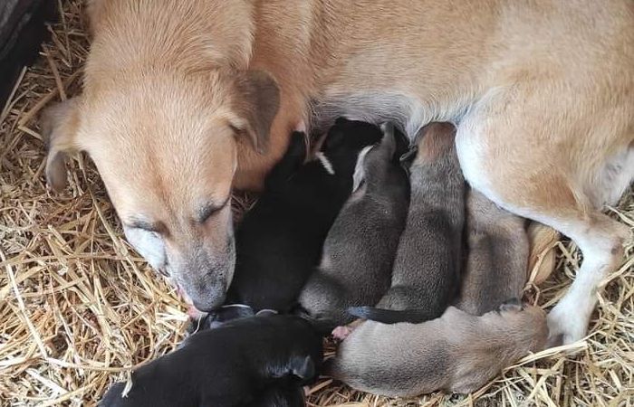 Perrita callejera da a luz en pesebre de nacimiento | Aristegui Noticias